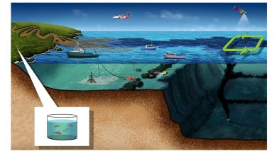 USFCMS HomePage - USF College of Marine Science